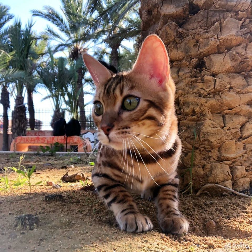 Котейки бенгальские