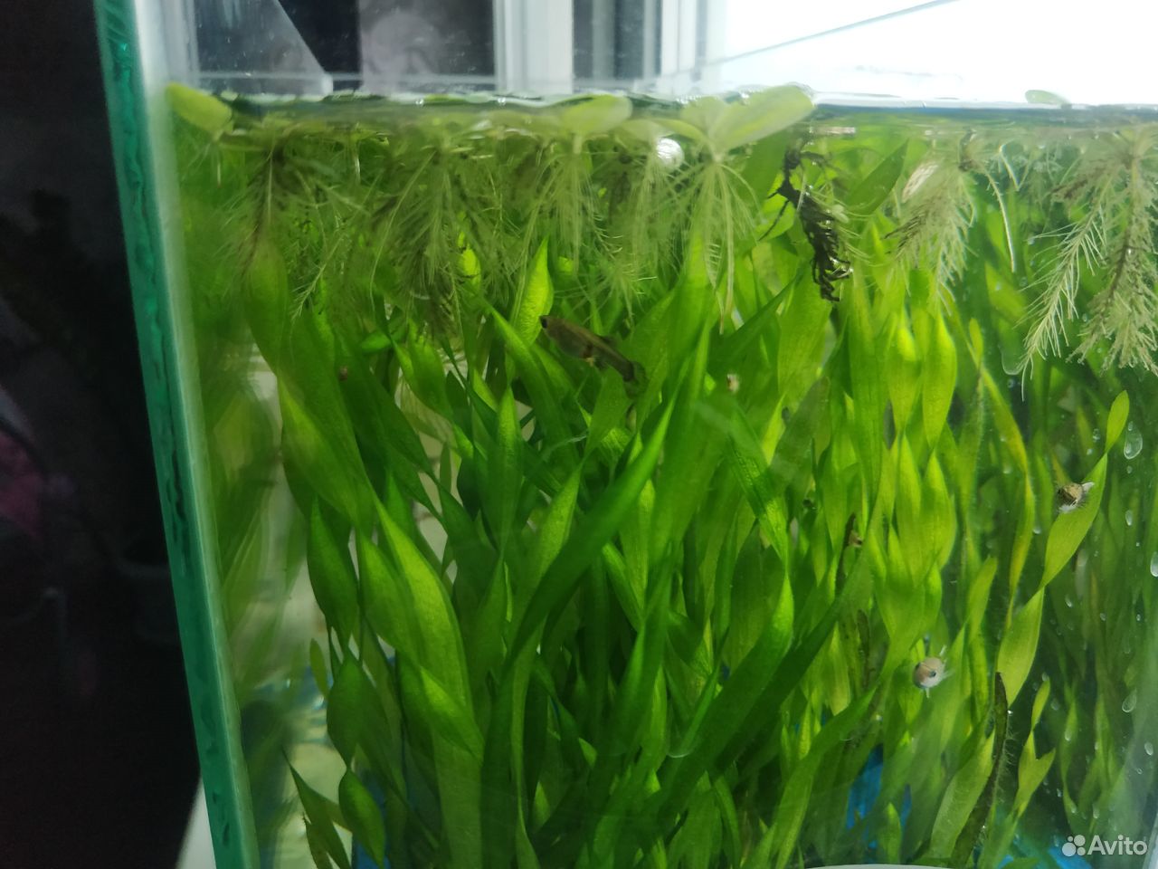 Валлиснерия спиралевидная водоросли