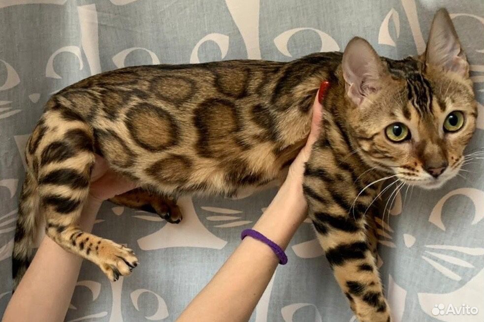 Подрощенная девочка в разведение tica, WCF