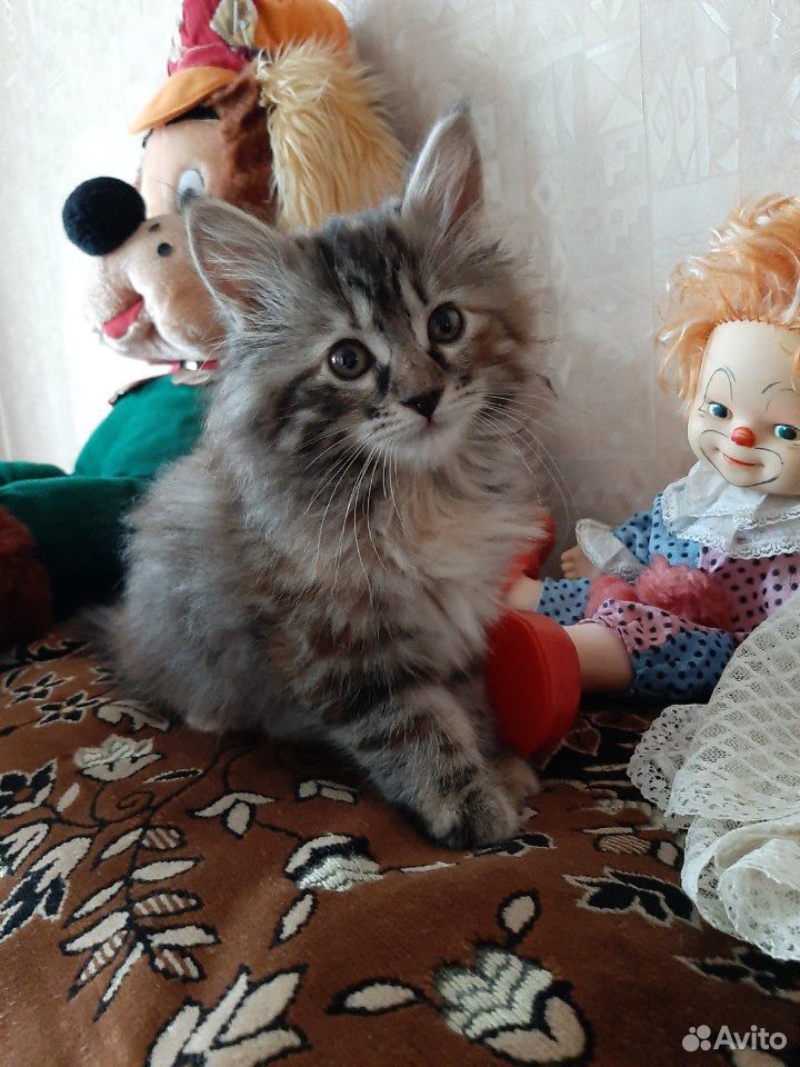 Курильский бобтейл