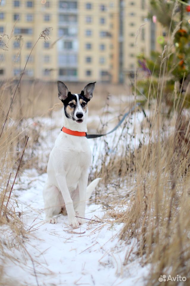 Тонкая, умная, метис джека-рассела, 6 мес