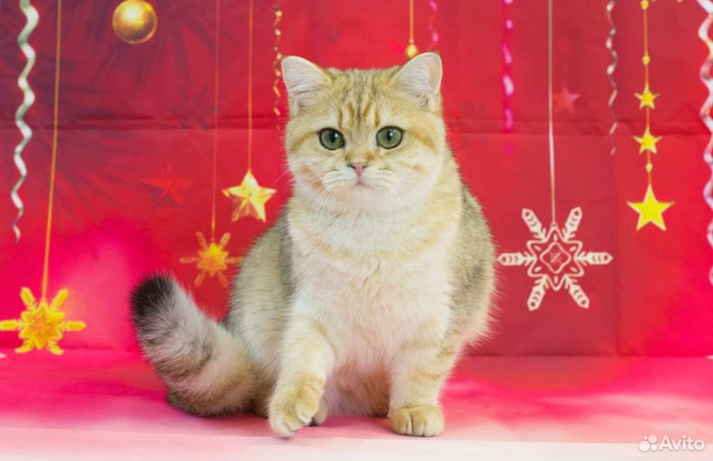 Золотая британская кошечка