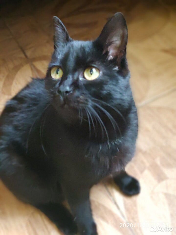 Симпатичная кошечка