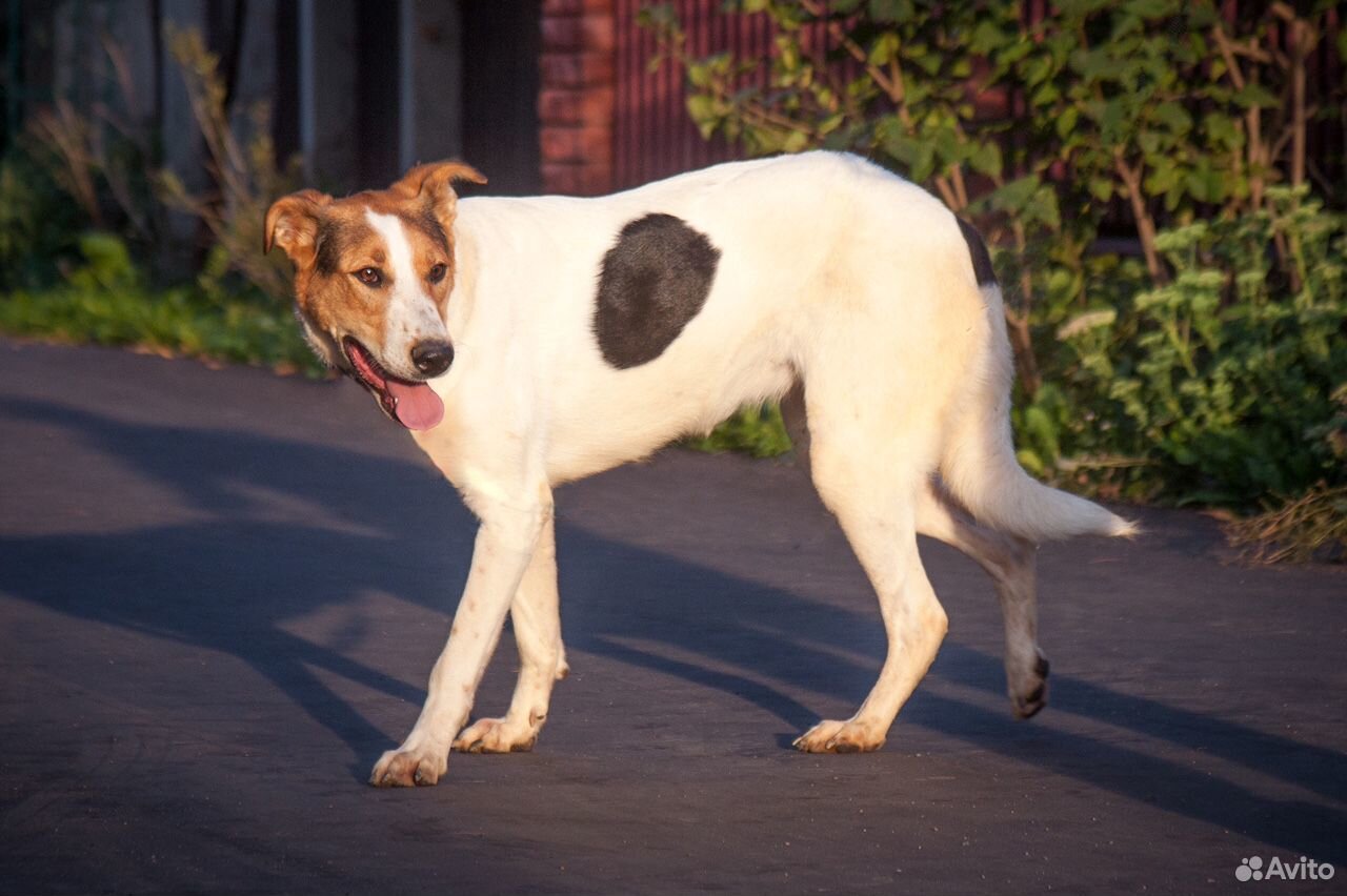 Красавица и умница Джесси в добрые руки