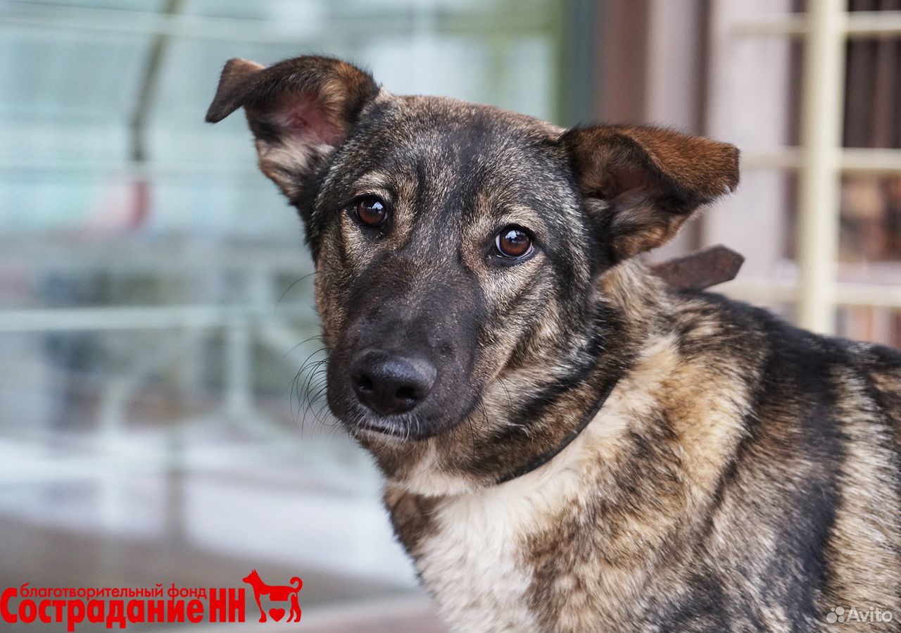 Собака в добрые руки