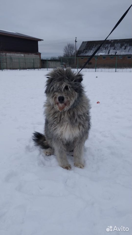 Элис ищет свой дом