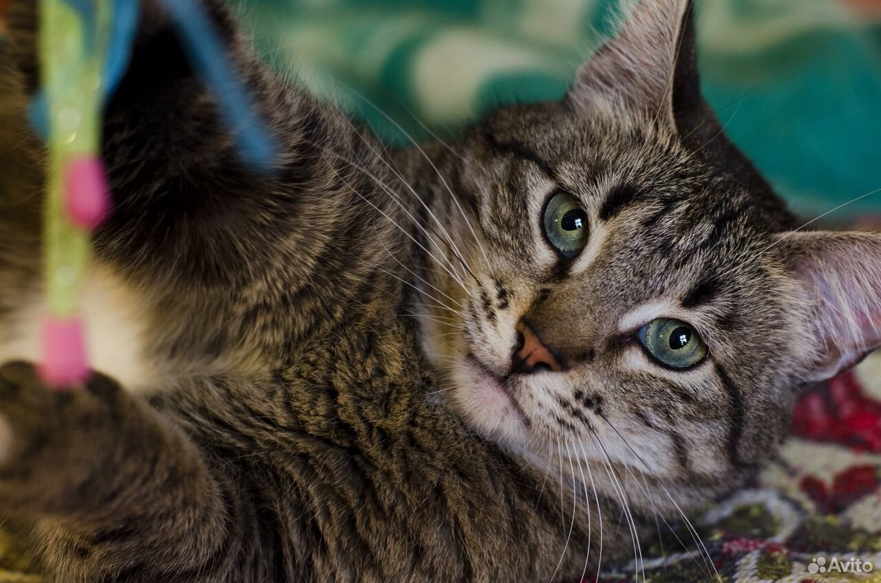 Кошка Ватрушка ищет дом