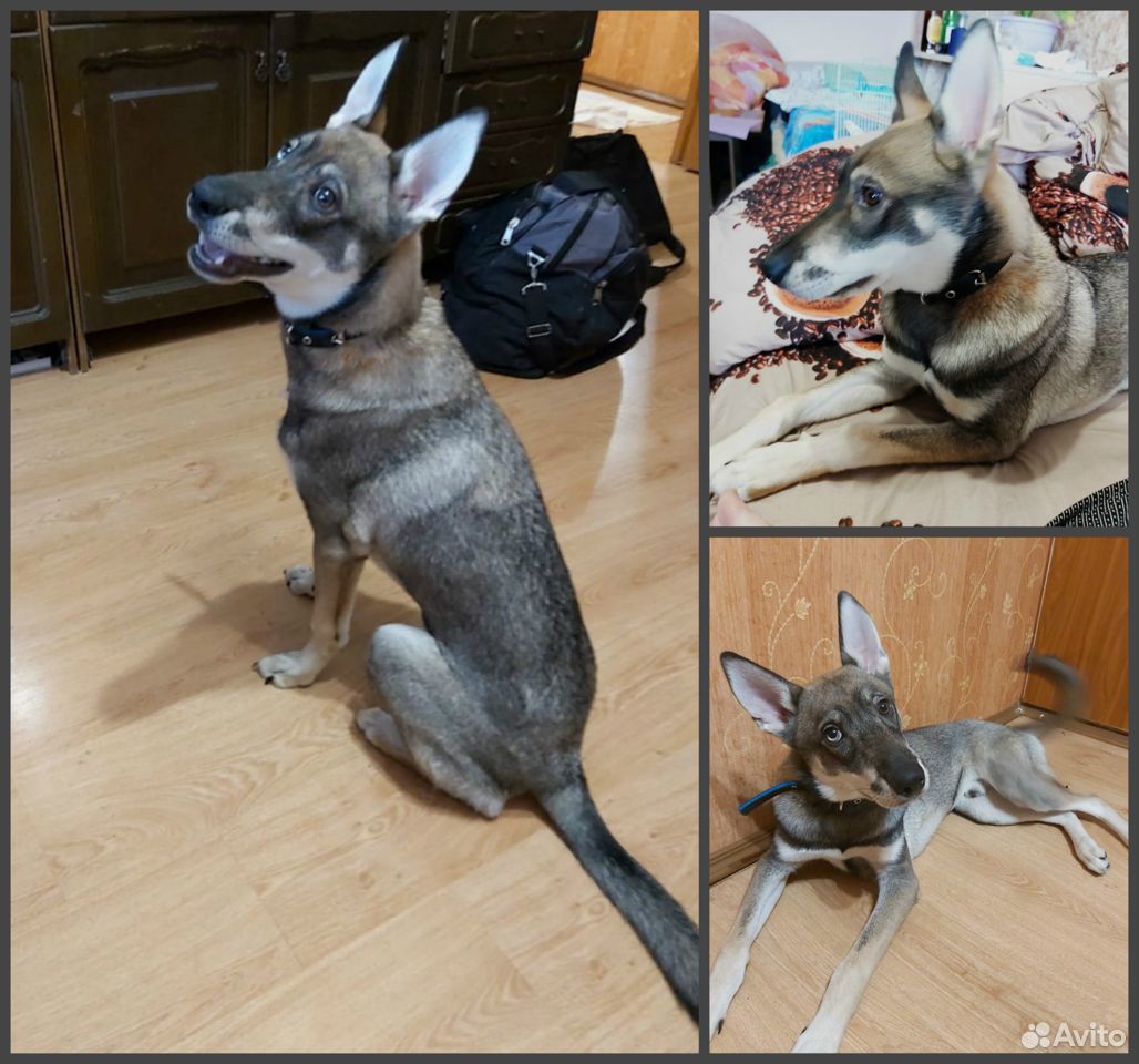 Щенок (метис хаски, мальчик, 5 месяцев) в дар