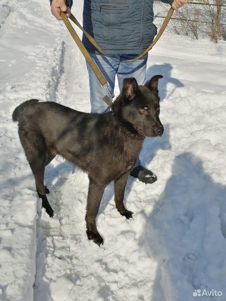 В самые ответственные руки пес