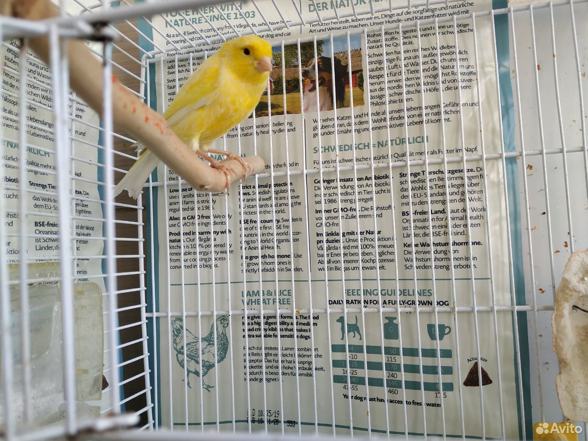 Кенар гарцский роллер