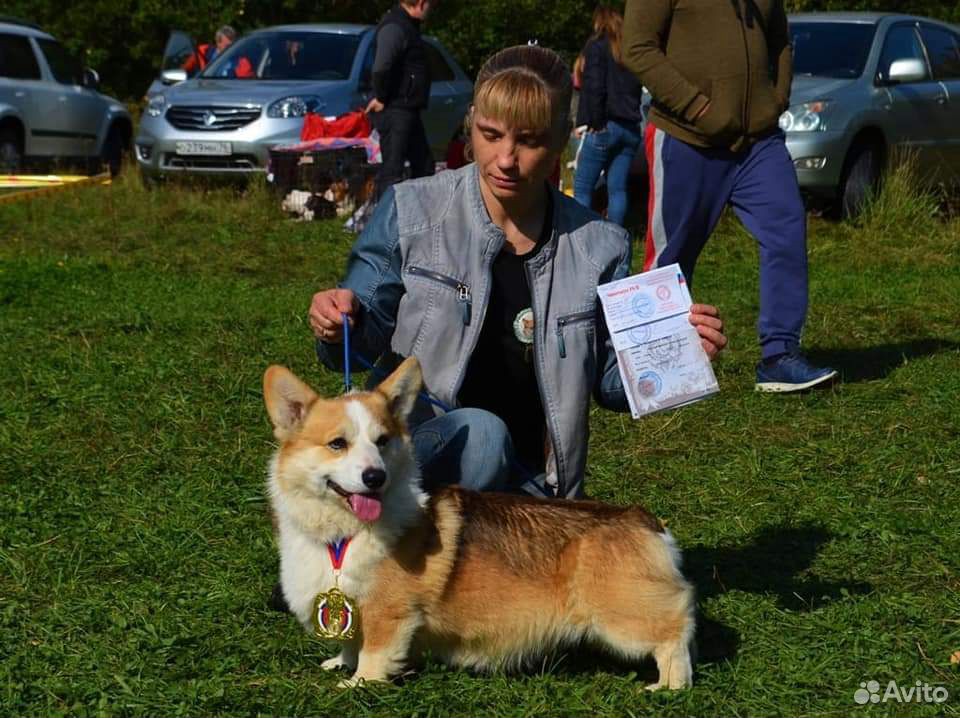 Вельш корги пемброк щенки