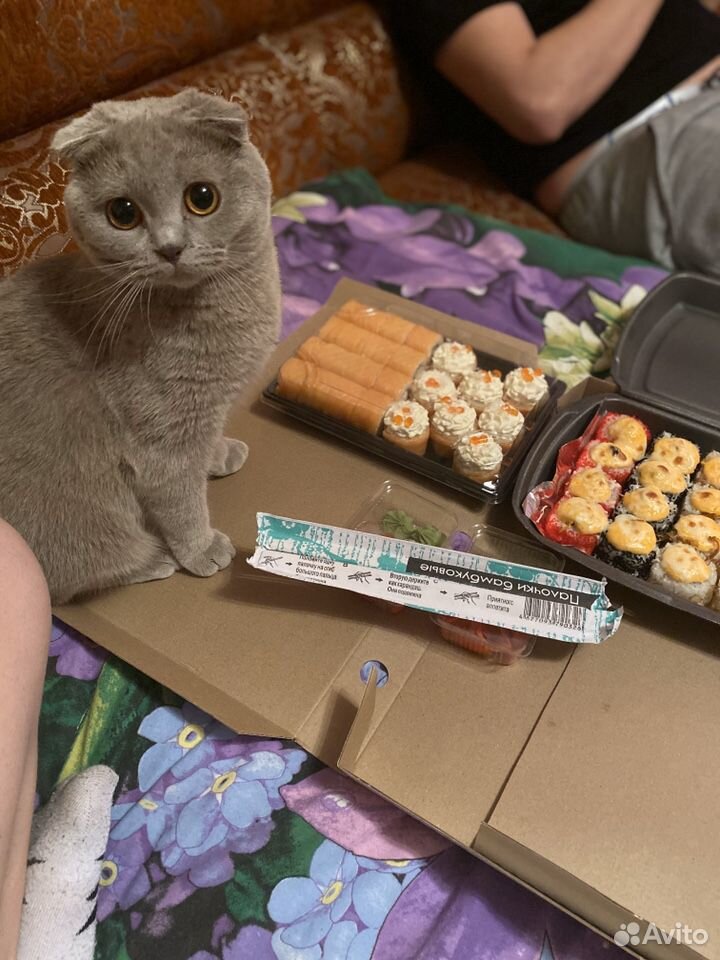 Ищем кота для случки