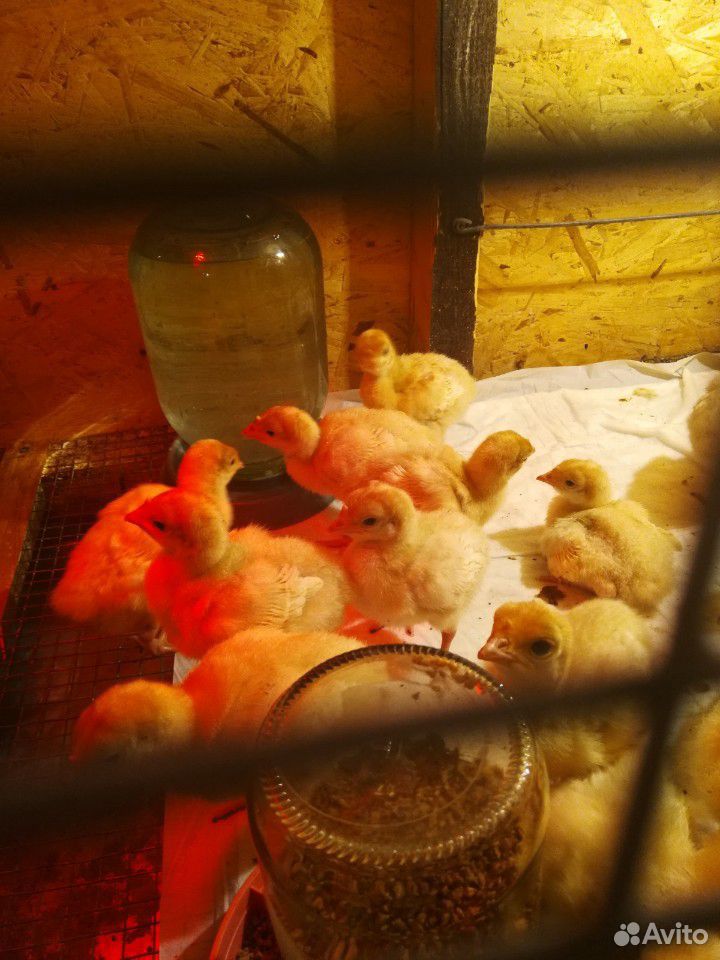 Индюшата хк