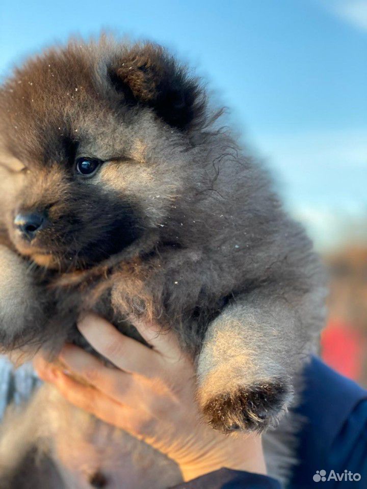 Щенки немецкого вольфшпица