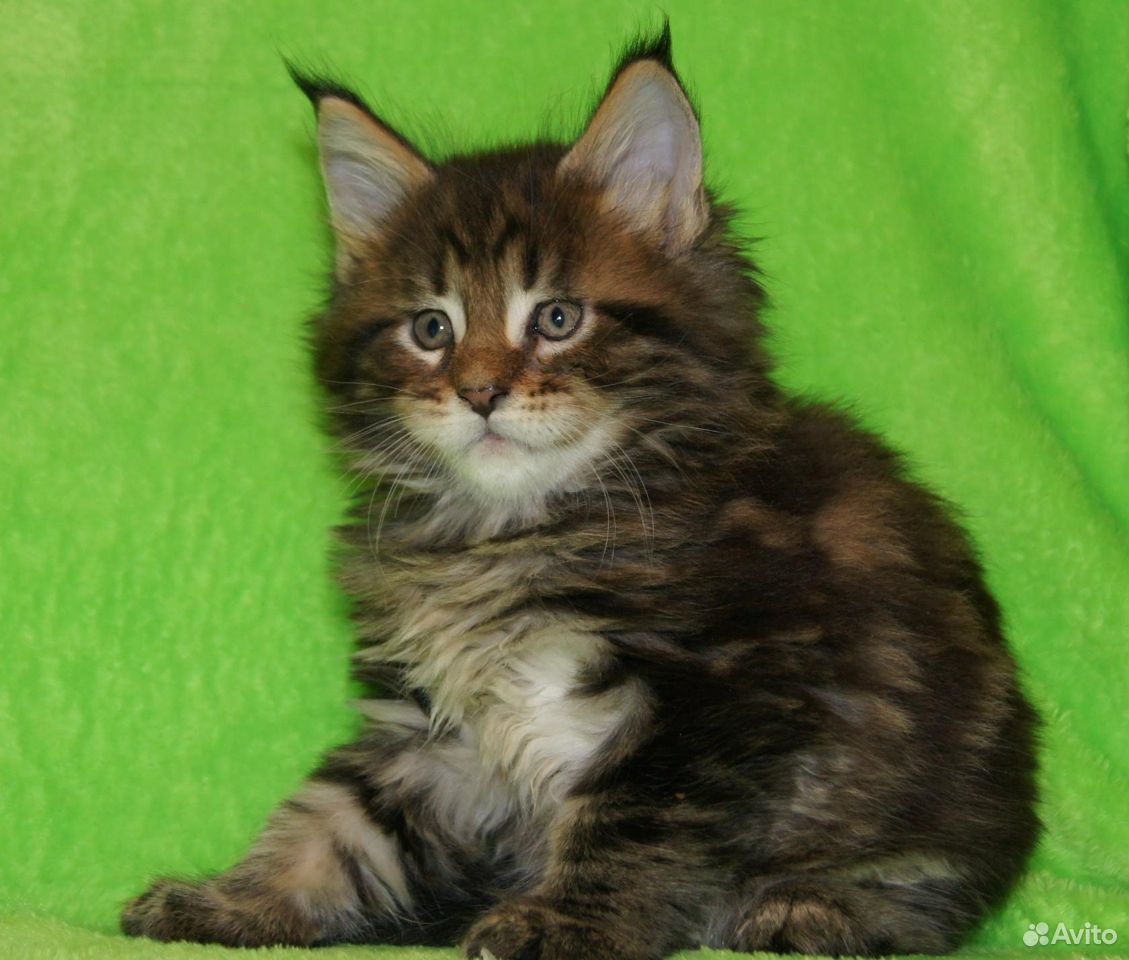 Кунодевочки и куномальчики