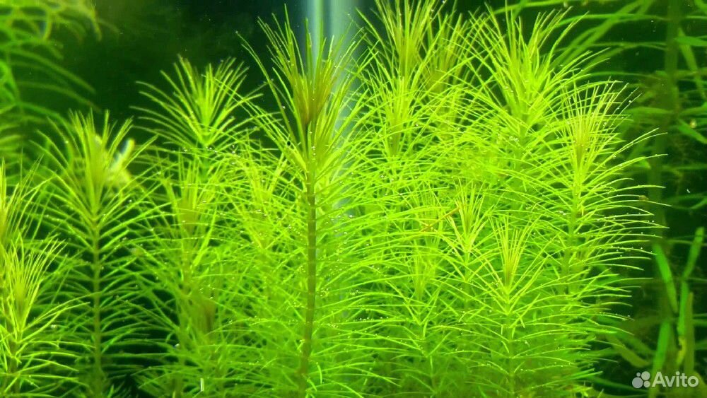 Погостемон Эректус