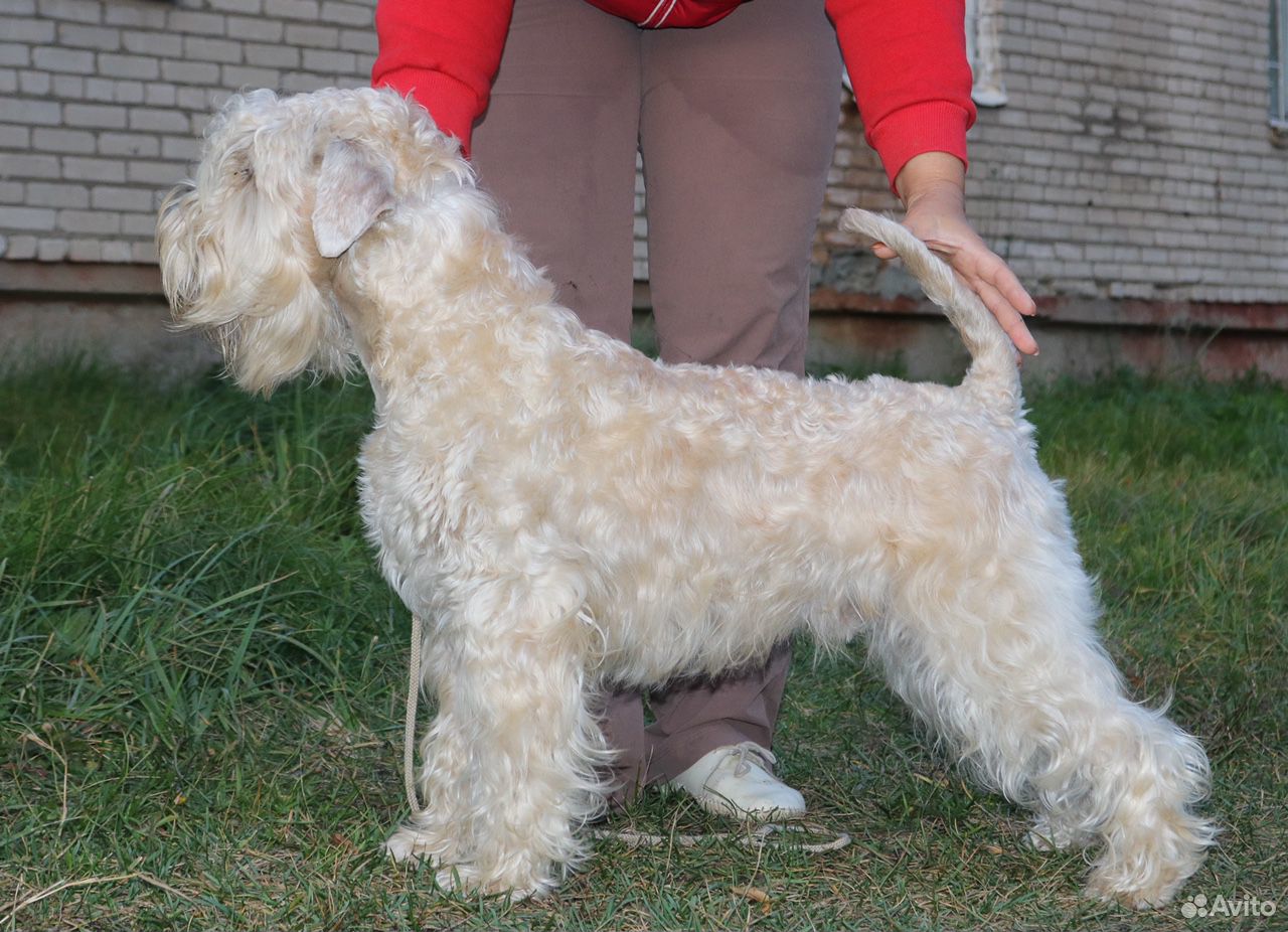 Щенки Пшеничного терьера