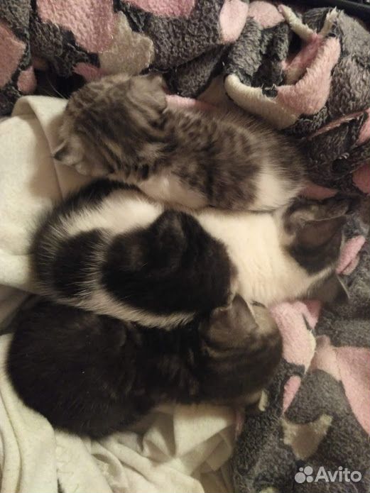 Шотландские котята
