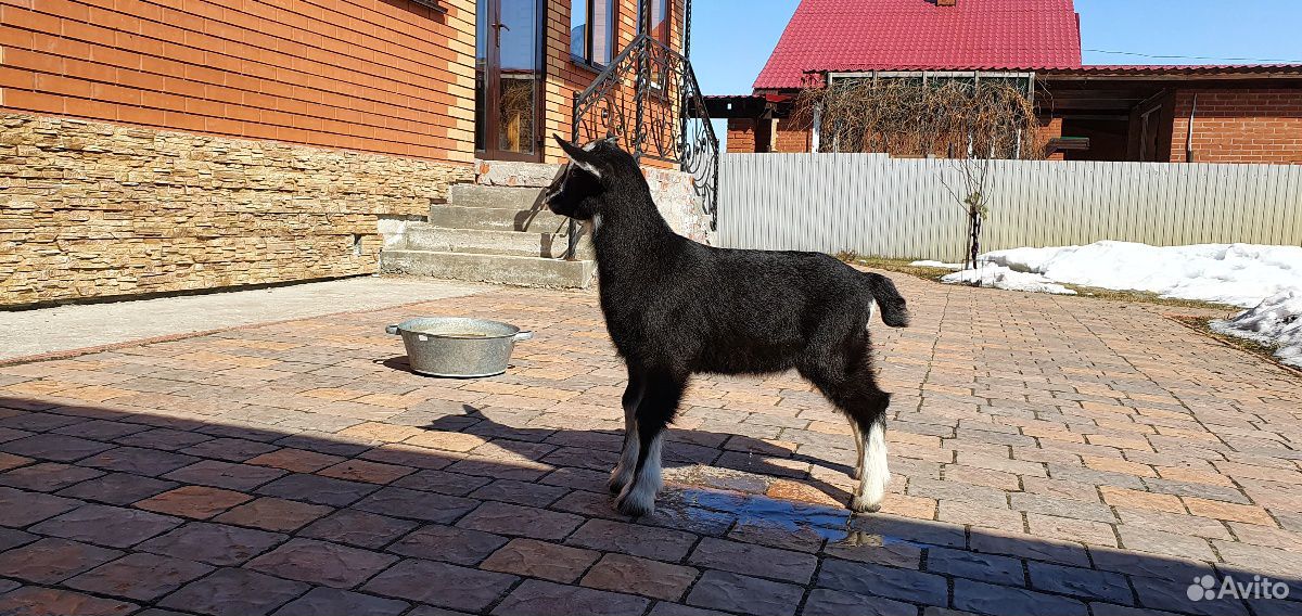 Альпийскиц козлик