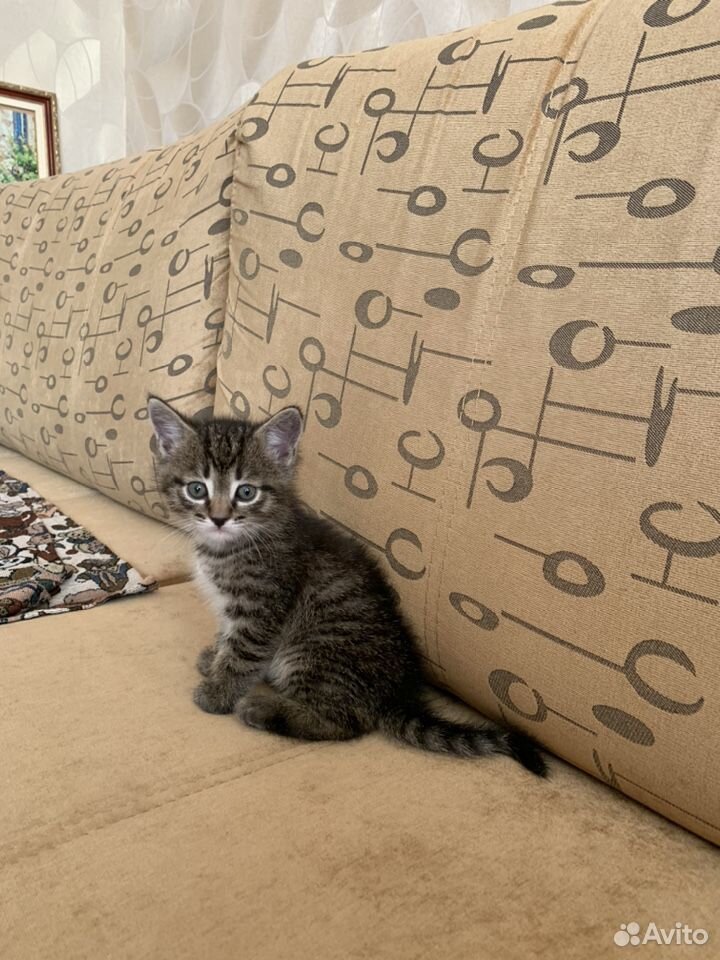 Котёнок. Мальчик