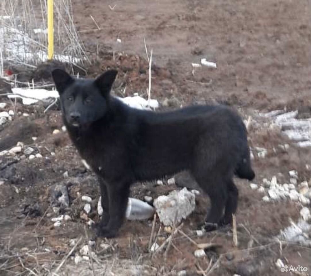 Клякса ищет дом