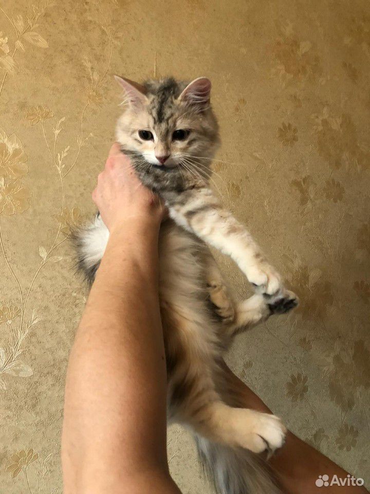 Котик