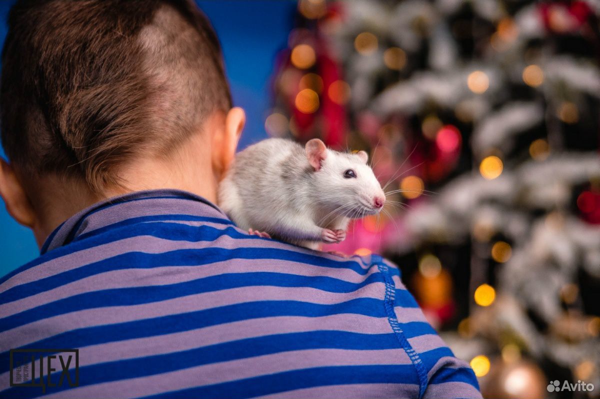 Крыса Реми