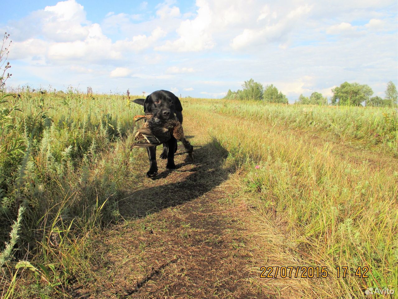Девочка лабрадора