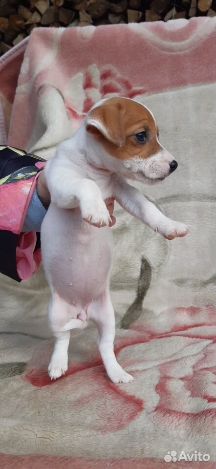 Щенок Джек Рассел терьер