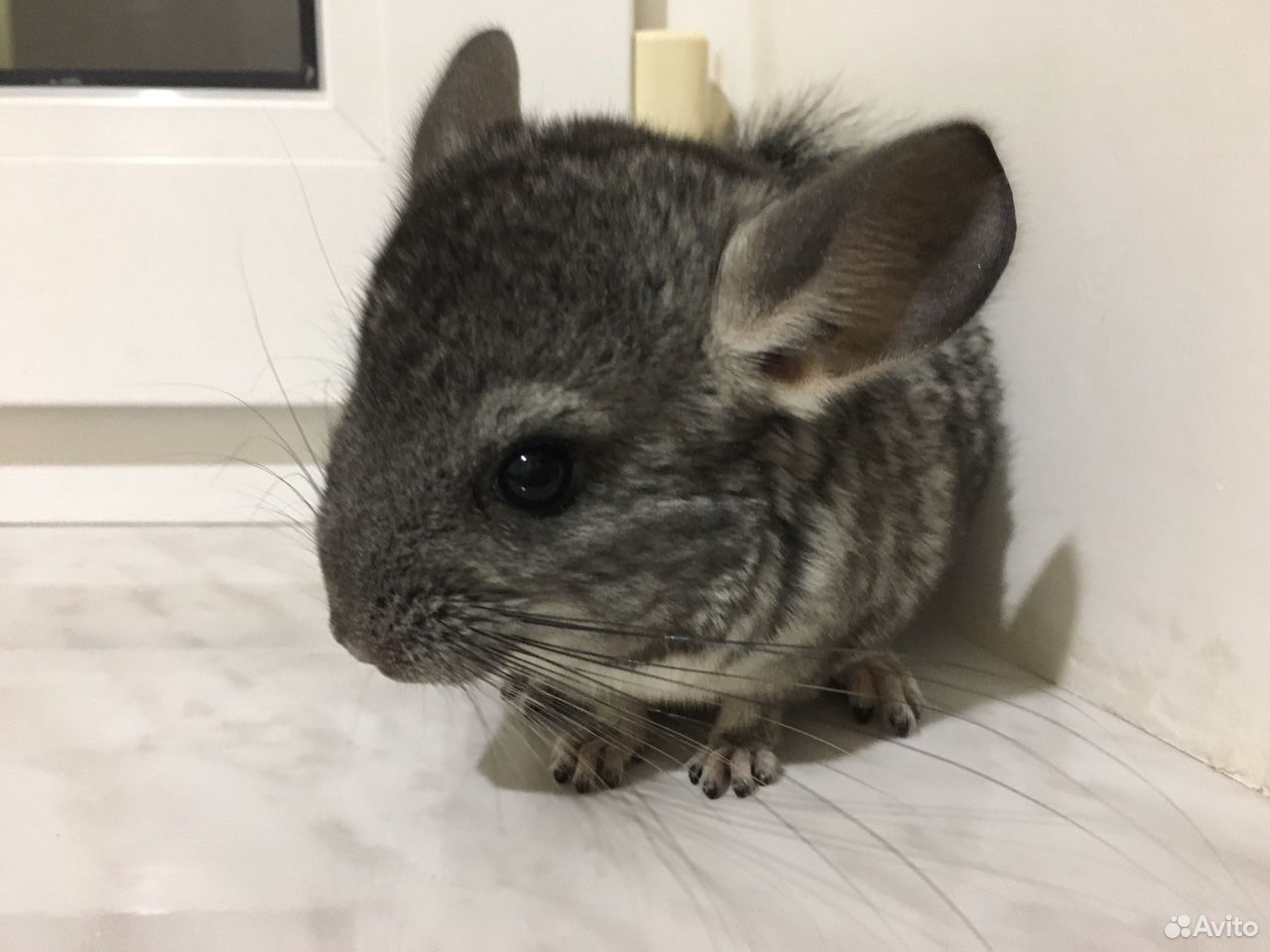 Домашняя шиншилла-девочка,1,5 мес. стандартный окр