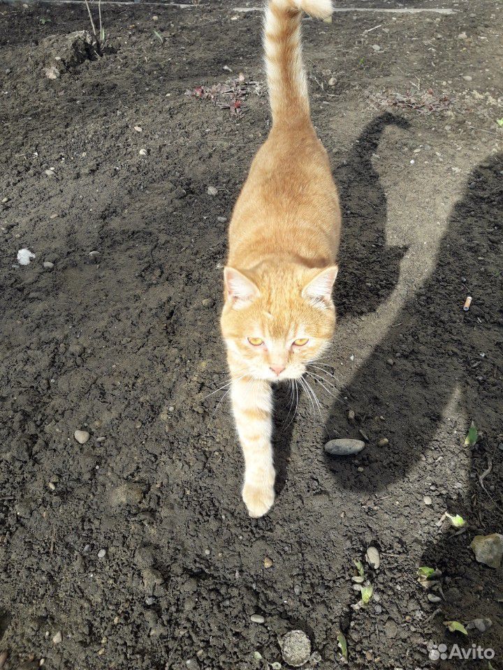 Котик