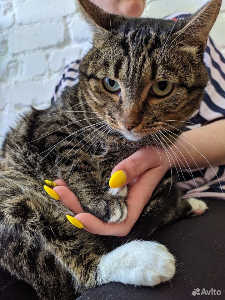 Кошка Артемида, 2.5 года (из приюта)