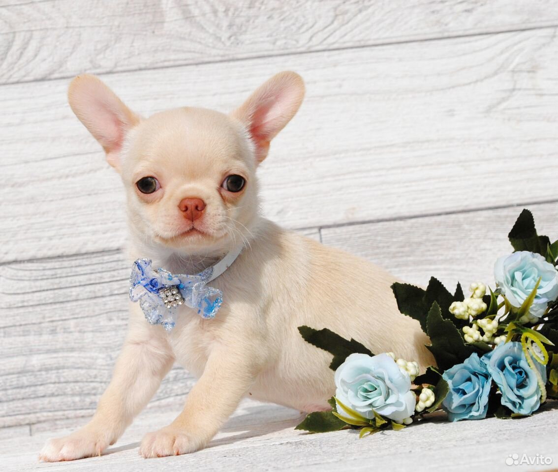 Мальчик крем-брюле, есть доставка