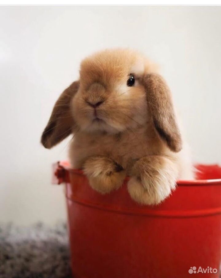 Кролик карликовый вислоухий 2 месяца