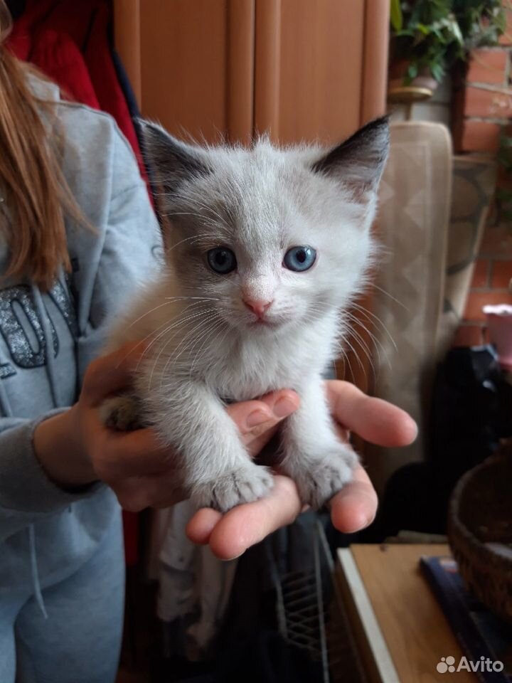 Отдам в хорошие и любящие руки