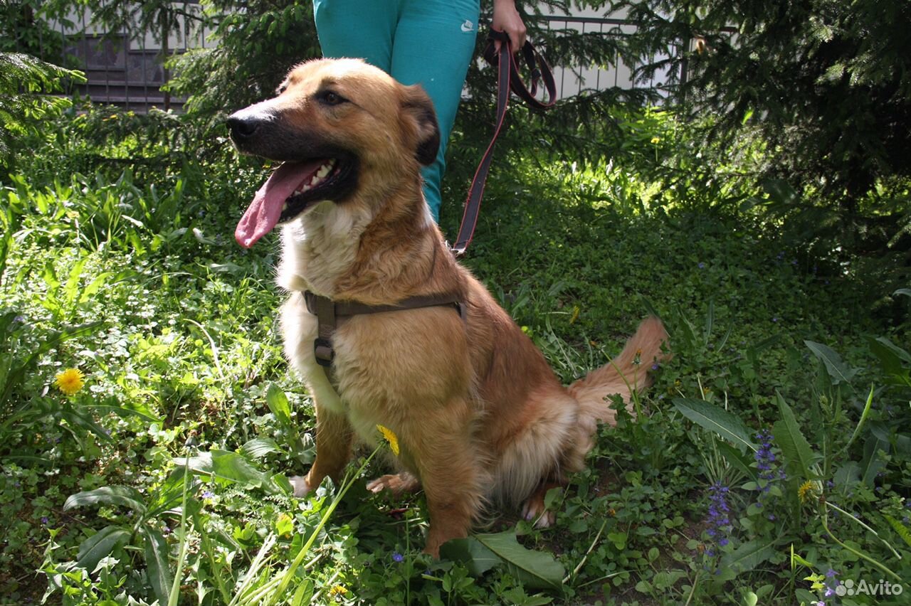 Гелла ищет дом