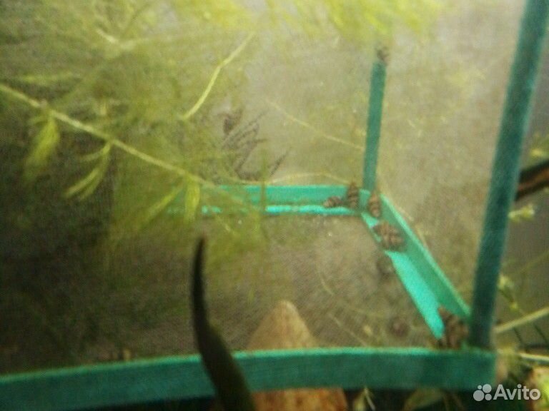 Улитки хелена отдам штук 10-15 за роголистник, или