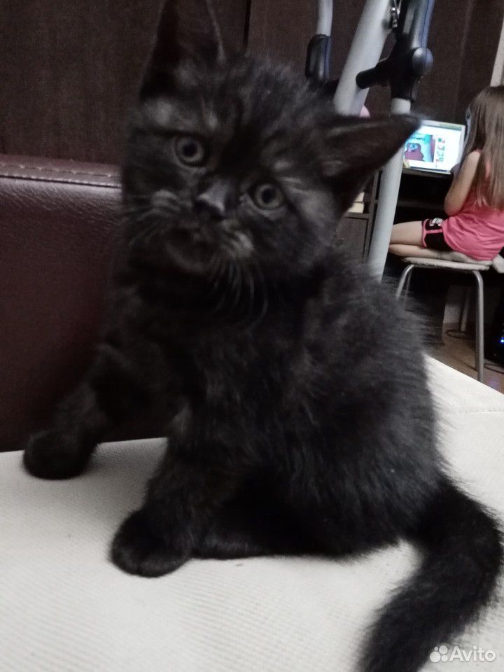 Кошка