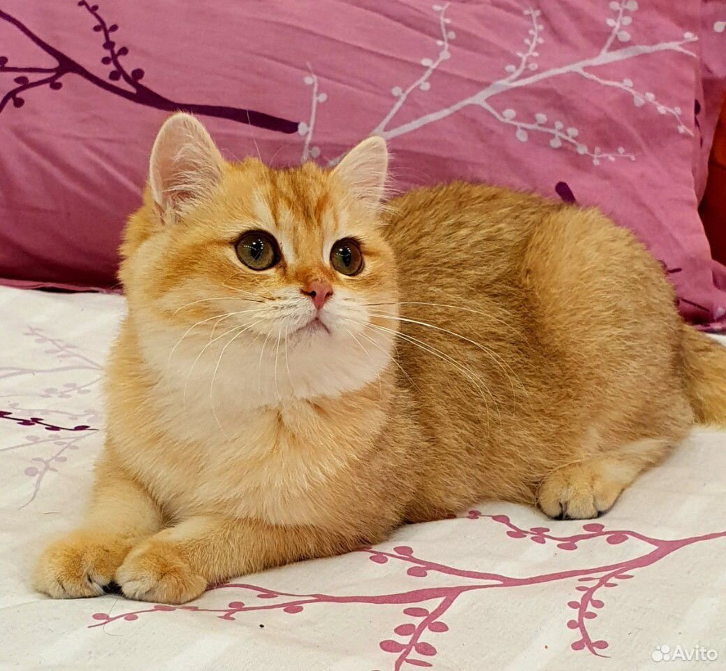 Котик by11