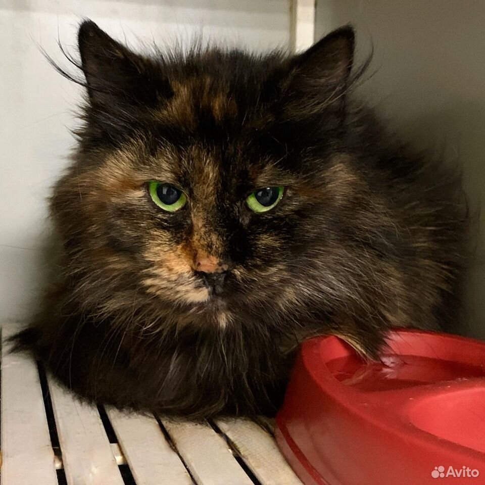 Спешите делать добро