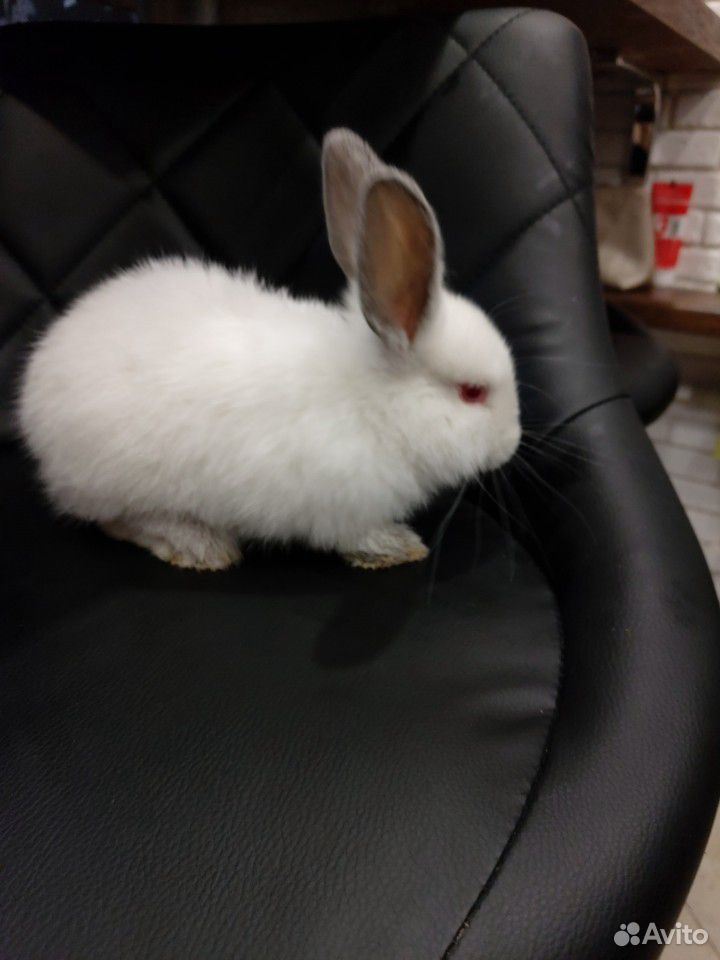 Отдам кролика