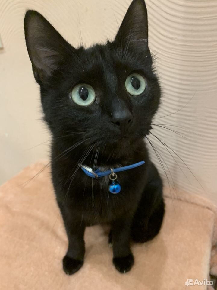 Кошка Луна 1,5 года ищет дом