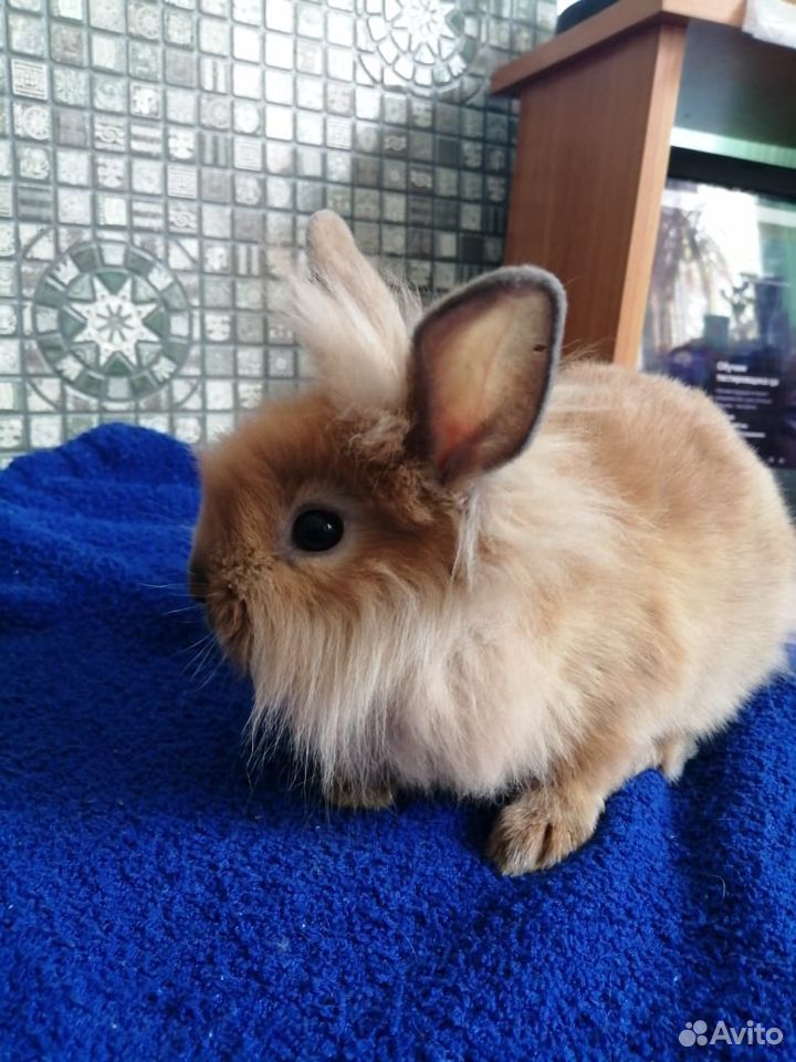 Пасхальные зайчики декоративные крольчата