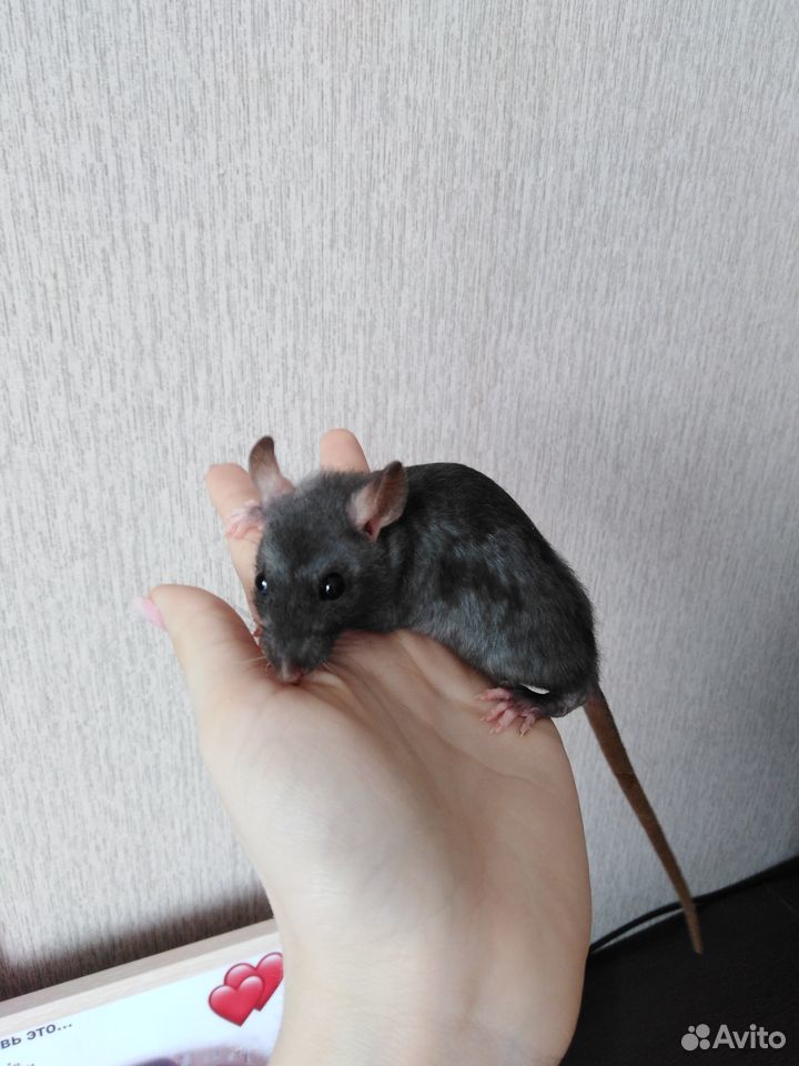 Милые крыски, крысята ищут дом