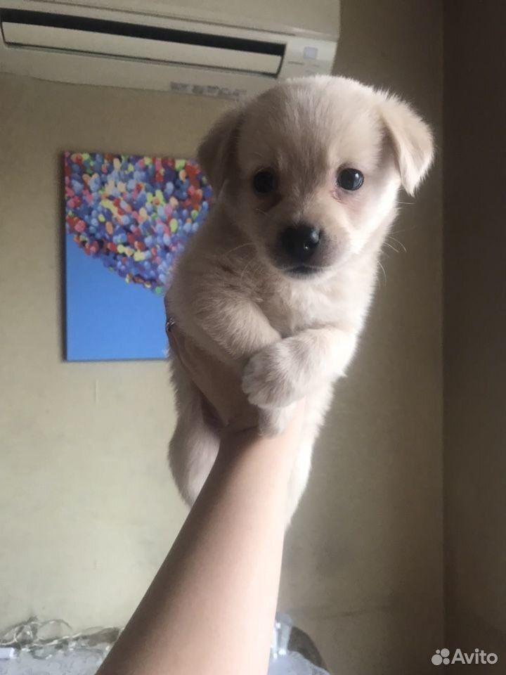 Собака 1 месяц