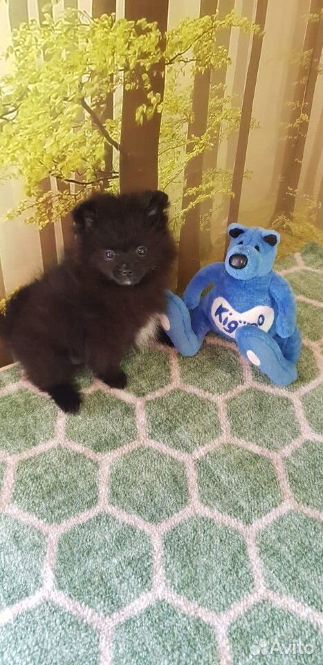 Померанский шпиц