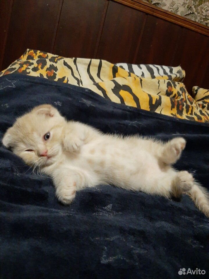 Британский котенок