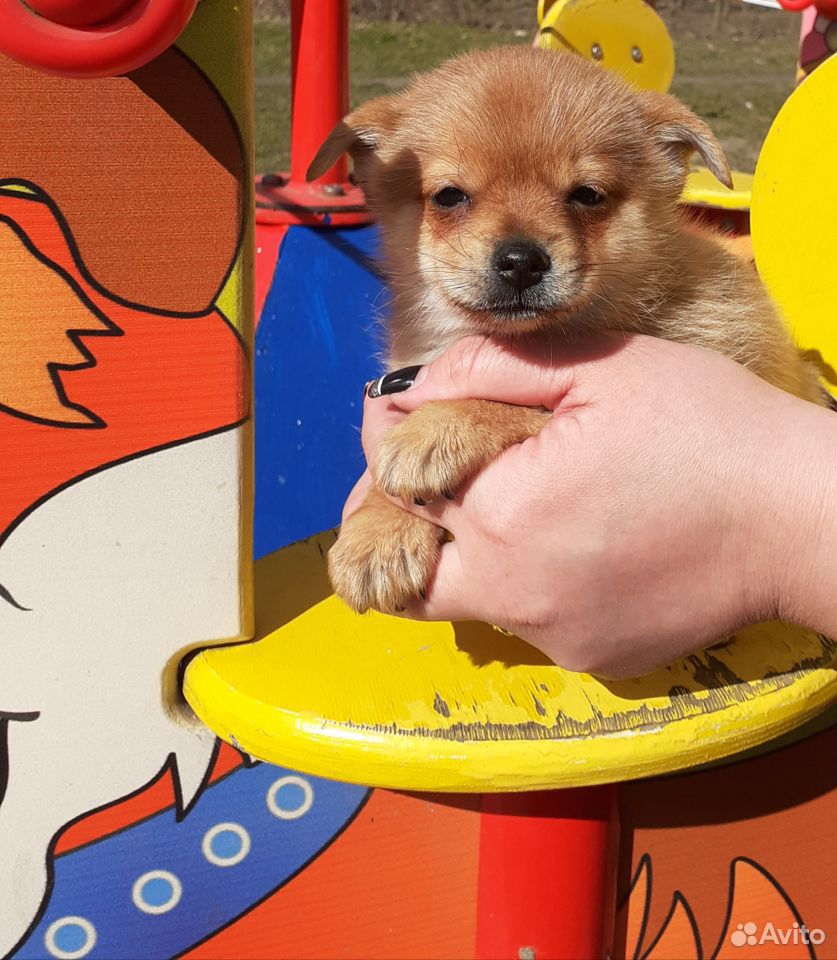 Дитя любви,акита&шпиц,девочка