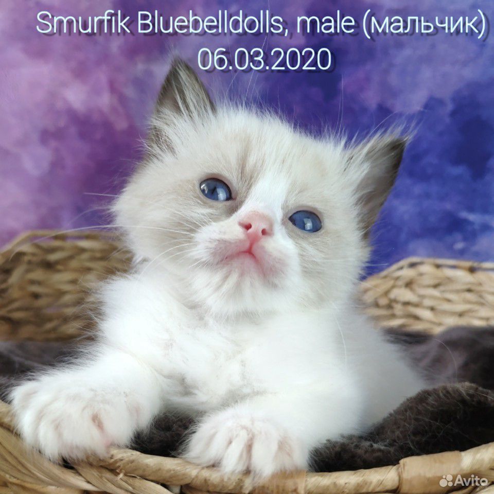Рэгдолл, мальчик, Smurfik, родословная