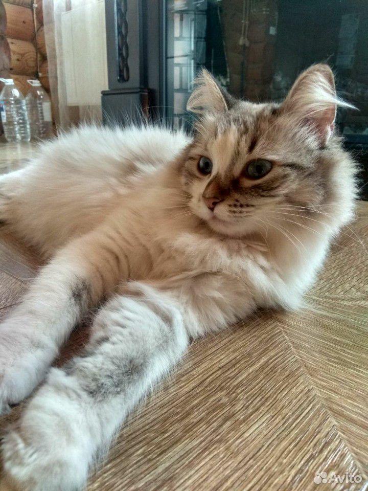 Невская маскарадная